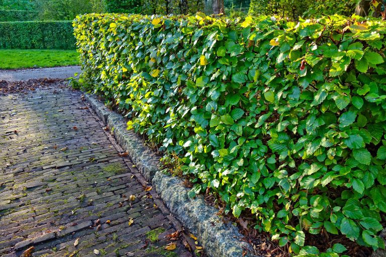 Heating Oil Tanks: Hide the Hideous! | The Garden Guru